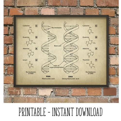 Printable DNA and RNA Wall Art Poster Biology Student Poster - Etsy