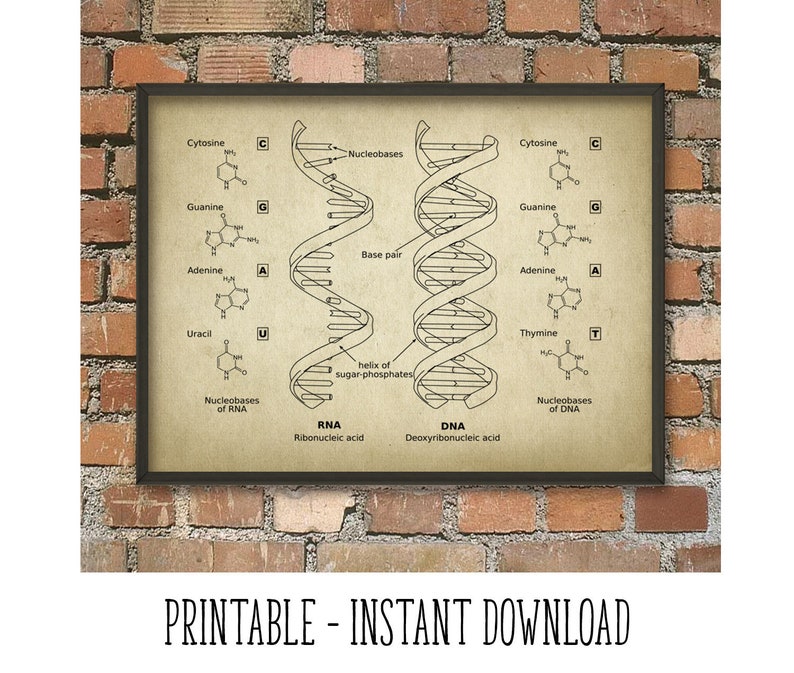 Printable DNA and RNA Wall Art Poster Biology Student Poster - Etsy