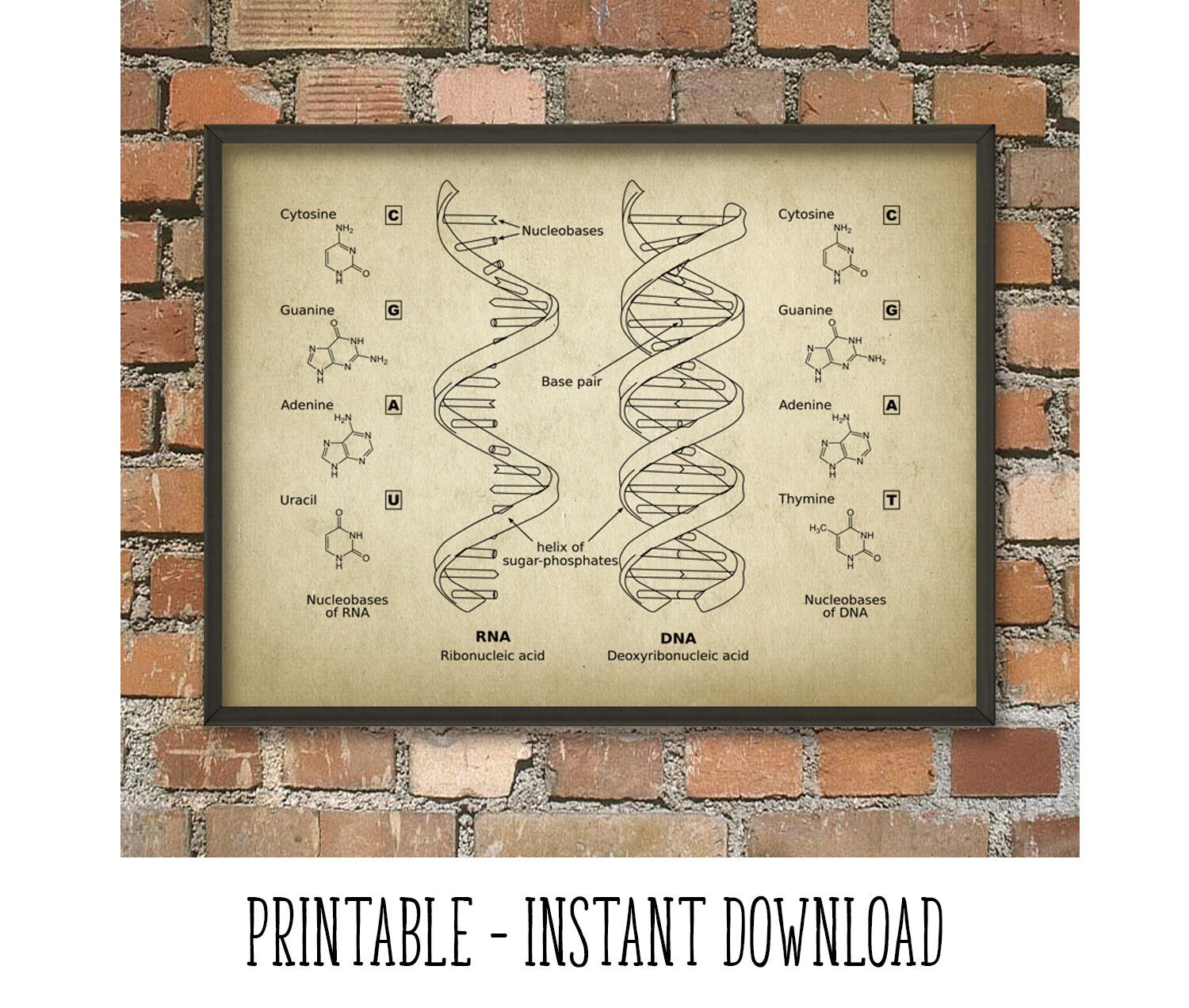 Printable DNA and RNA Wall Art Poster Biology Student Poster - Etsy UK