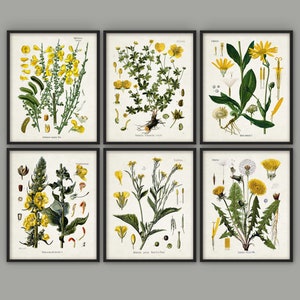 PRINTABLE Set of 6 Yellow Botanical Prints Antique Botanical - Etsy