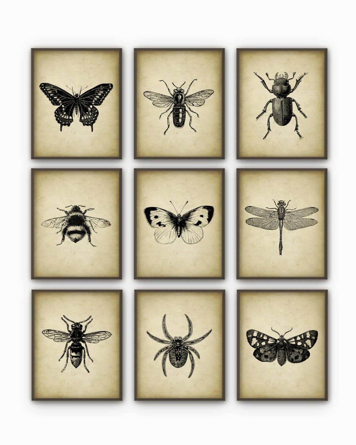Insect Wall Art Poster Set of 9, Entomology Prints, Bumblebee Dragonfly ...