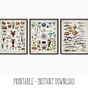 PRINTABLE Marine Biology Art Print Set of 3, Bathroom Decor ...