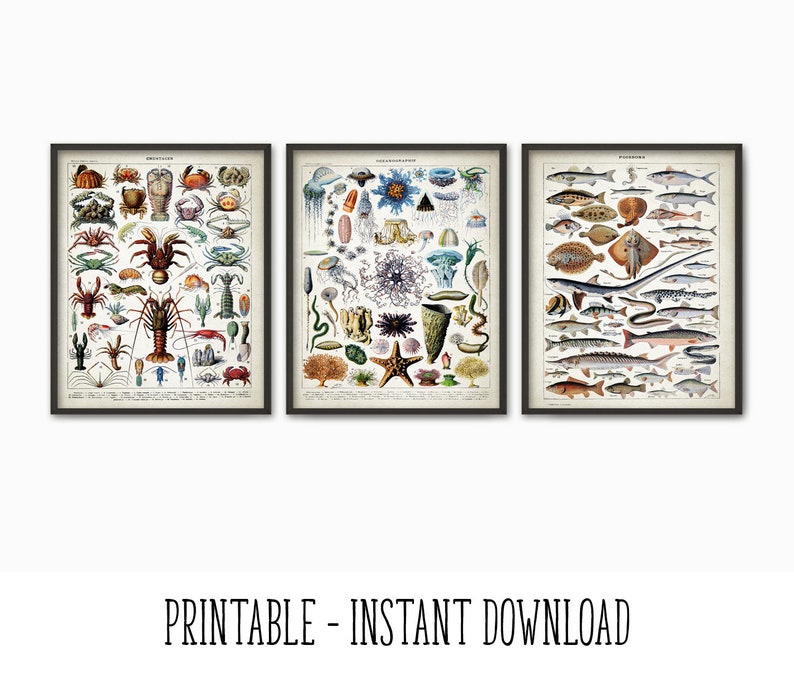 PRINTABLE Marine Biology Art Print Set of 3, Bathroom Decor ...