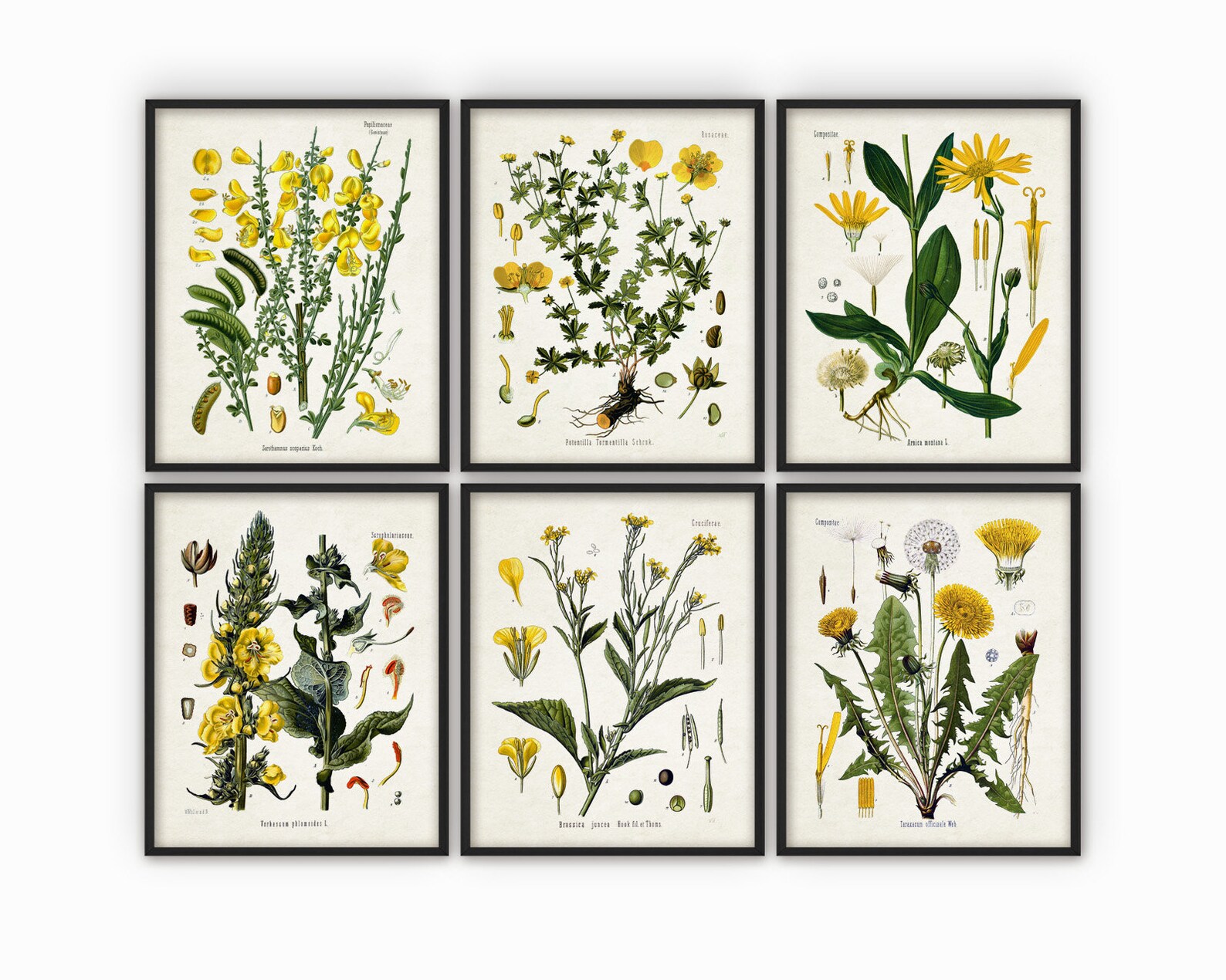 PRINTABLE Set of 6 Yellow Botanical Prints Antique Botanical - Etsy