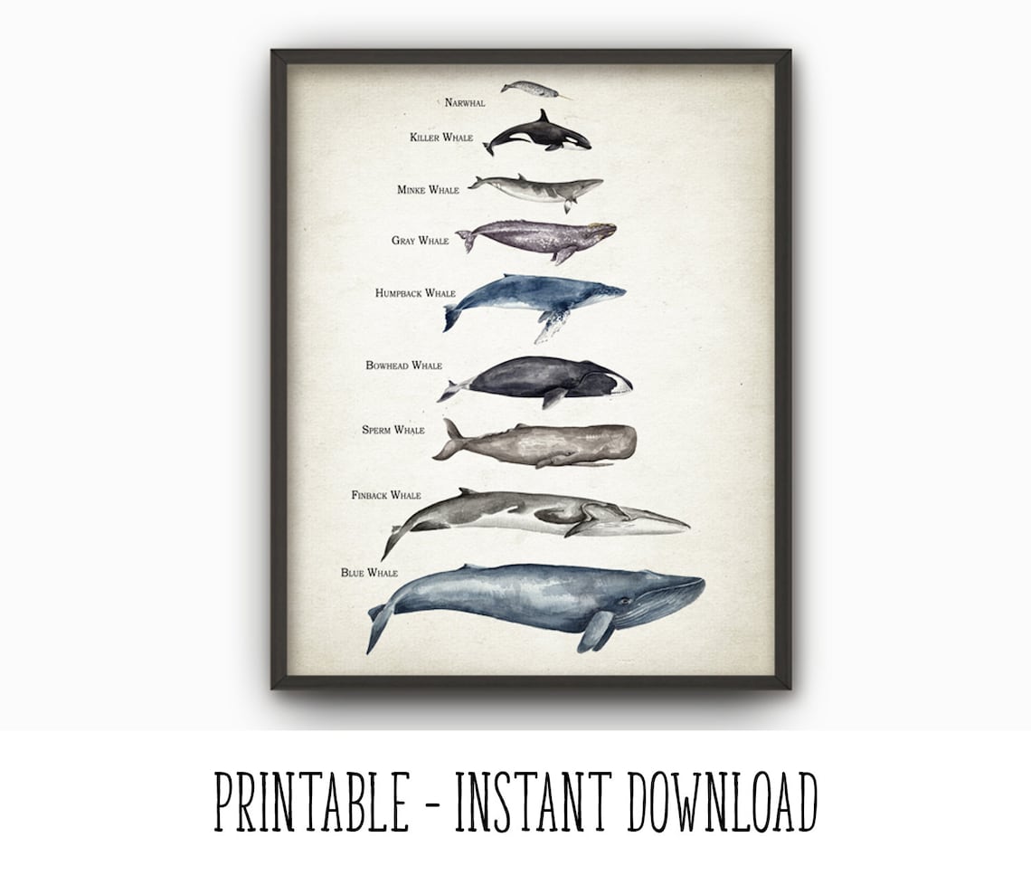 PRINTABLE Whales Size Comparison Chart Wall Art, Watercolor Whale ...
