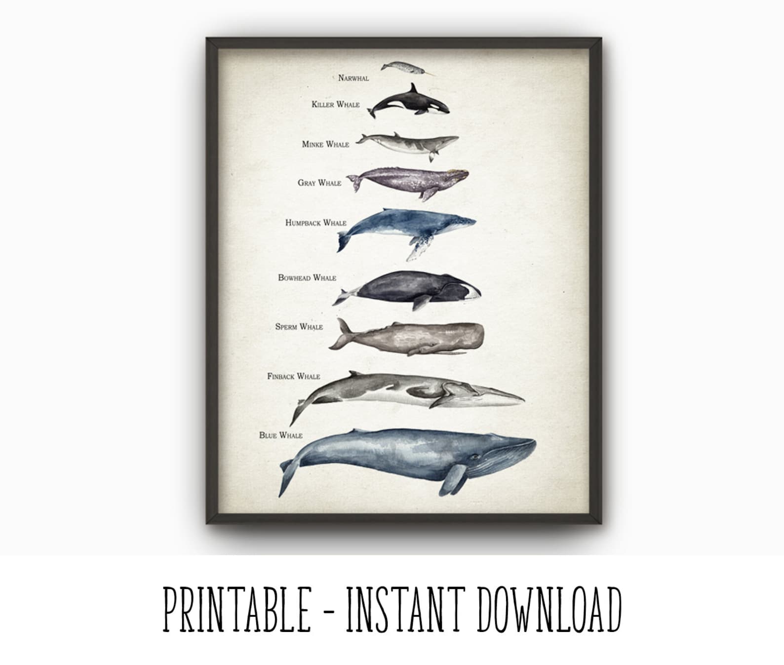 PRINTABLE Whales Size Comparison Chart Wall Art, Watercolor Whale ...