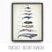 PRINTABLE Whales Size Comparison Chart Wall Art, Watercolor Whale ...