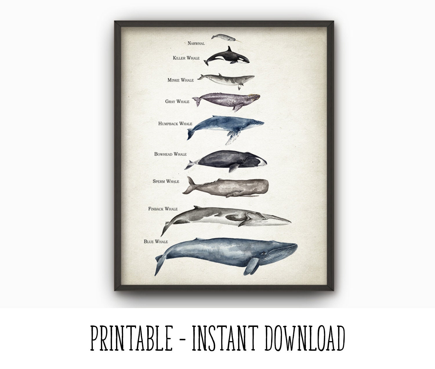 PRINTABLE Whales Size Comparison Chart Wall Art, Watercolor Whale ...