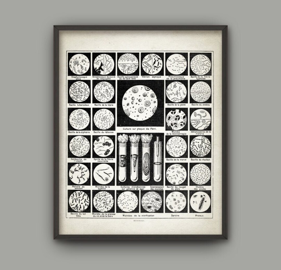 Bacteria Art Print, Vintage Microbes Identification, Biology Wall Art ...