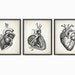 Heart Anatomy Print Set of 3 Human Heart Left and Right Auricle ...