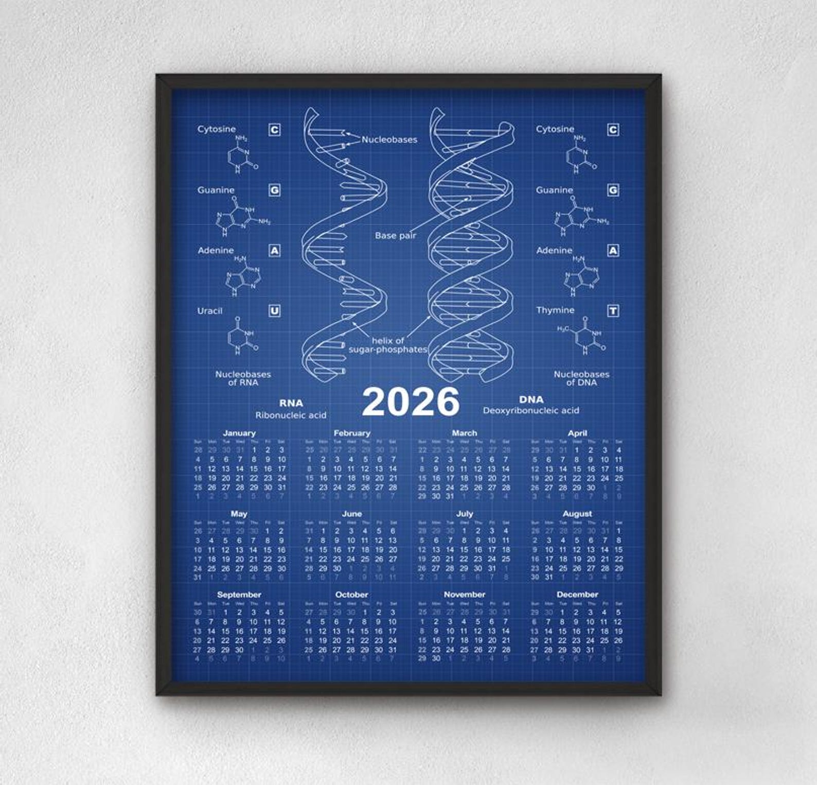 DNA & RNA Calendar 2026, Biochemistry Poster, Biology Genetics Wall Art ...