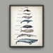 Whale Size Comparison Poster, Whales of the World, Watercolor Painting ...