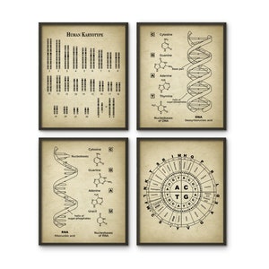 DNA Print Set of 4, DNA, RNA, Amino Acids, X and Y Chromosomes, Genetic ...