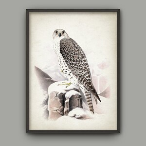 Falconry Wall Art Print Set of 9 Falconry Art Print Bird of Prey Falcon ...