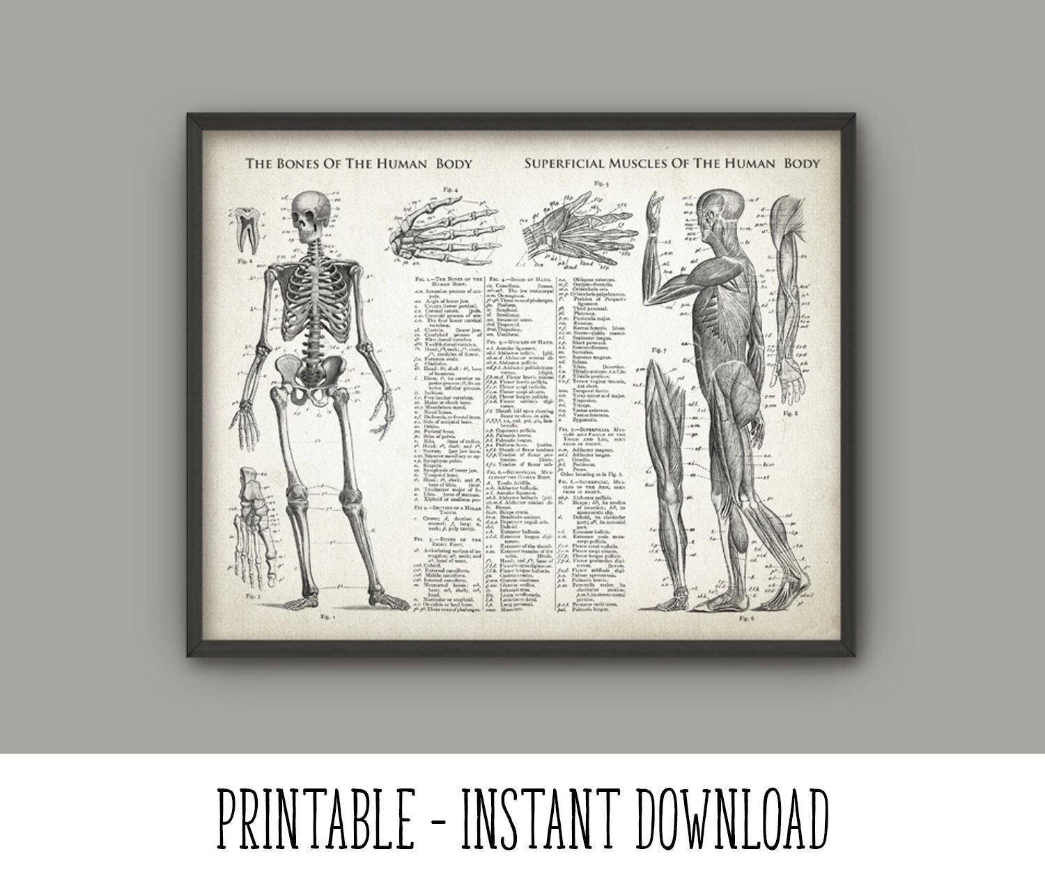 Human Body Bones And Muscles