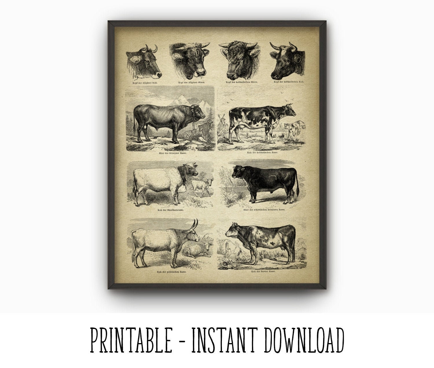PRINTABLE Antique Cows Illustration Print Bull Cattle Ranch | Etsy