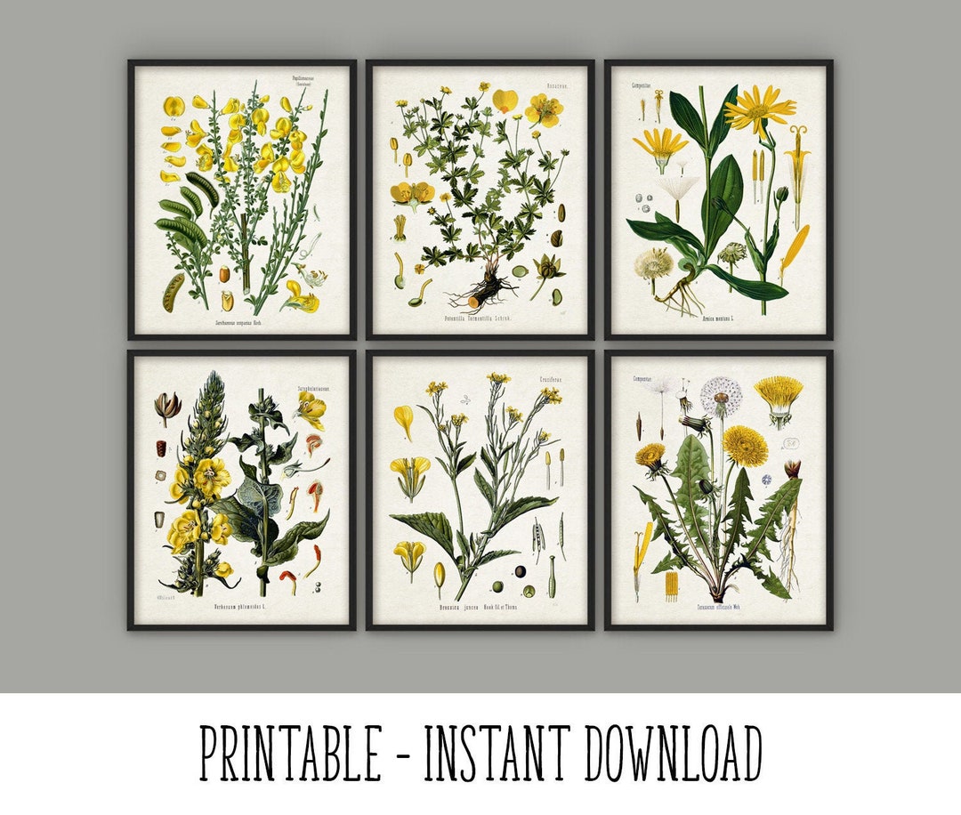 PRINTABLE Set of 6 Yellow Botanical Prints Antique Botanical - Etsy