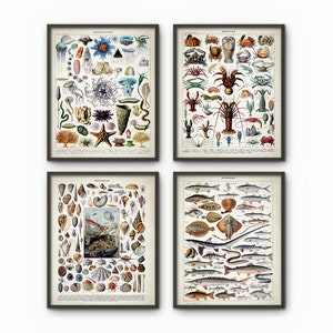 Marine Biology Print Set of 4 - Bathroom Decor Poster - Oceanography ...