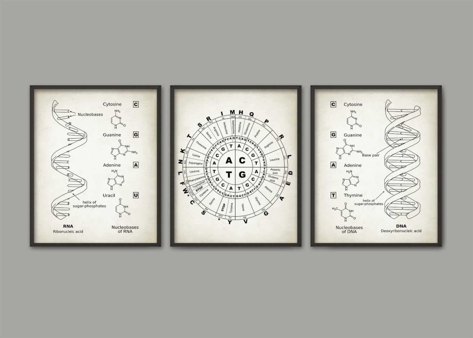DNA and RNA Genetic Code Print Set of 3 - Genetics Poster - Molecular ...