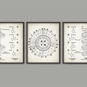 DNA and RNA Genetic Code Print Set of 3 - Genetics Poster - Molecular ...