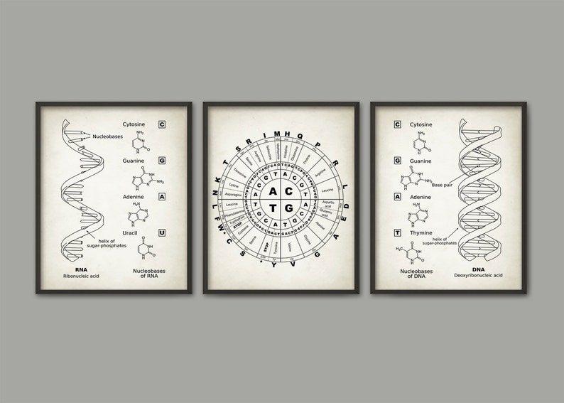 DNA and RNA Genetic Code Print Set of 3 - Genetics Poster - Molecular ...