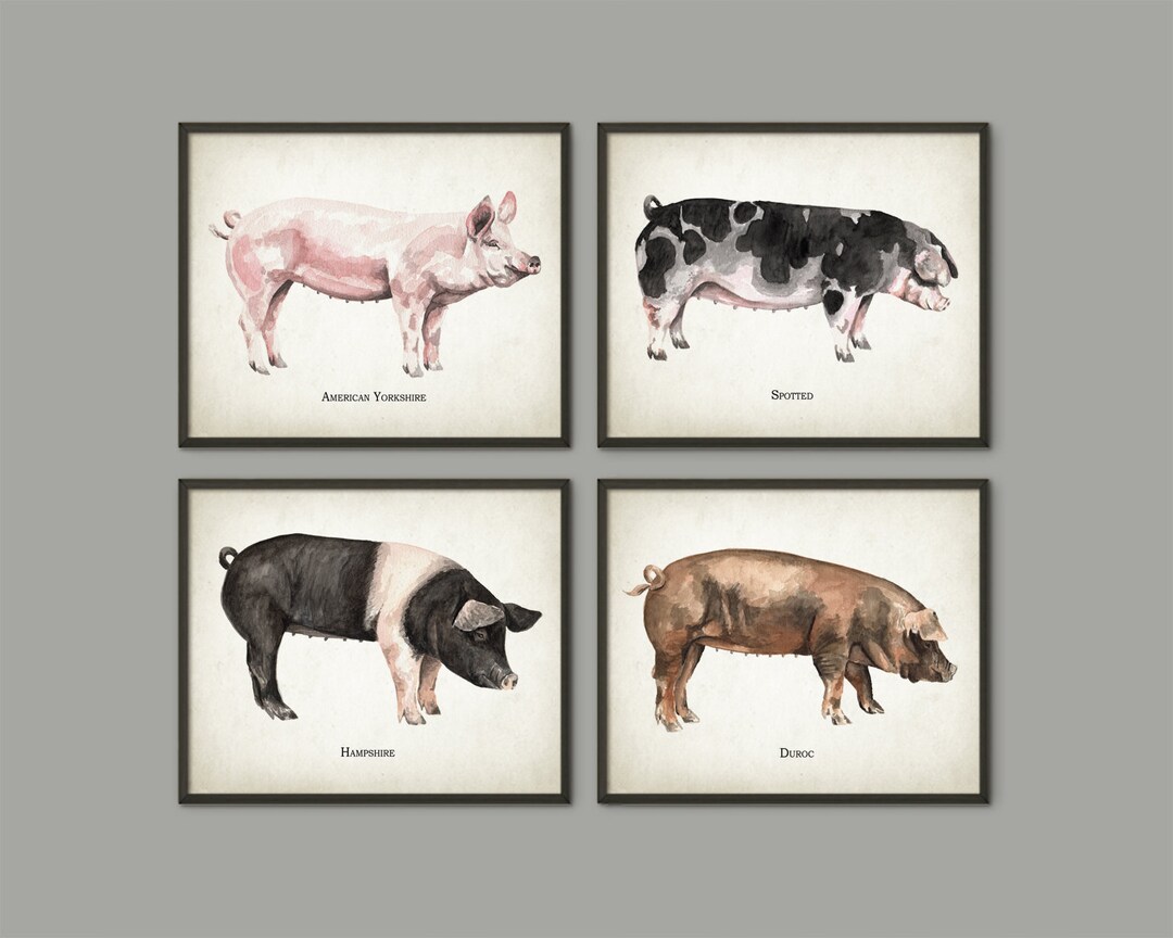 Farm Pigs Wall Art Print Set of 4, Watercolor Pig Painting, American ...