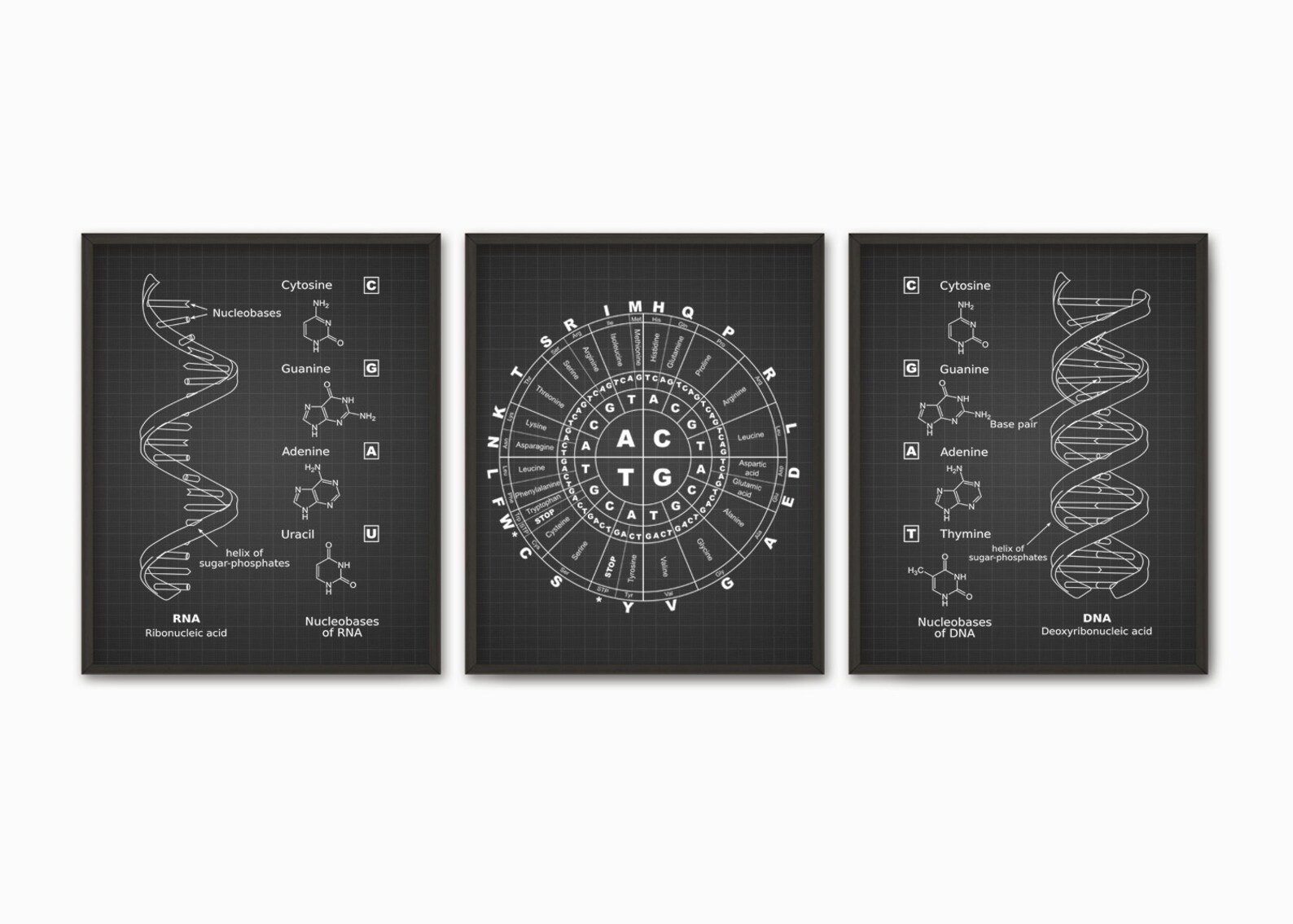 DNA and RNA Genetic Code Print Set of 3 - Genetics Poster - Molecular ...