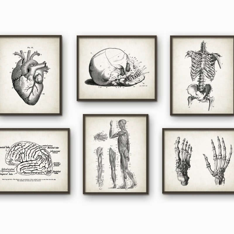 Anatomy Home Decor - Etsy