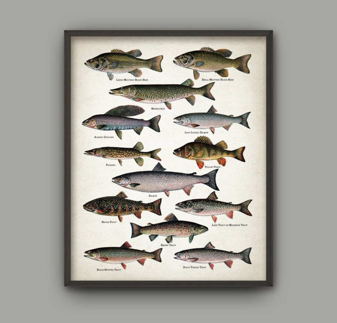 North American Game Fish Print - North American Lake and Stream Fish ...