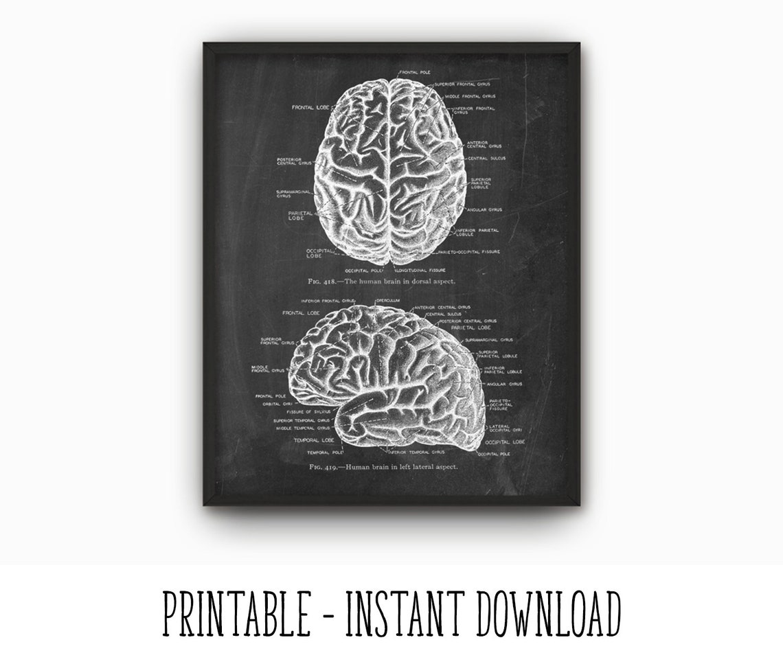 PRINTABLE Brain Anatomy Print Neuroscience Wall Art Poster - Etsy UK
