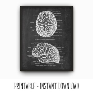 PRINTABLE Brain Anatomy Print, Neuroscience Wall Art Poster, Human ...