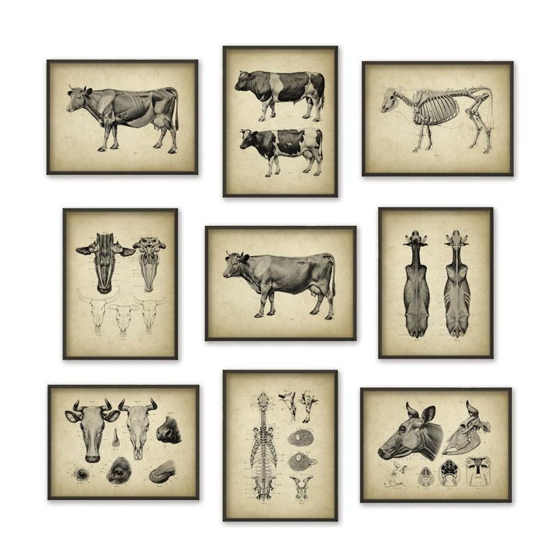 Vintage Veterinary Digitals - Etsy UK