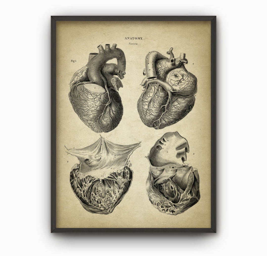 Heart Anatomy Art Poster 2 Vintage Heart Book Plate Illustration Print ...