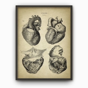 Heart Anatomy Art Poster 2, Vintage Heart Book Plate Illustration Print ...