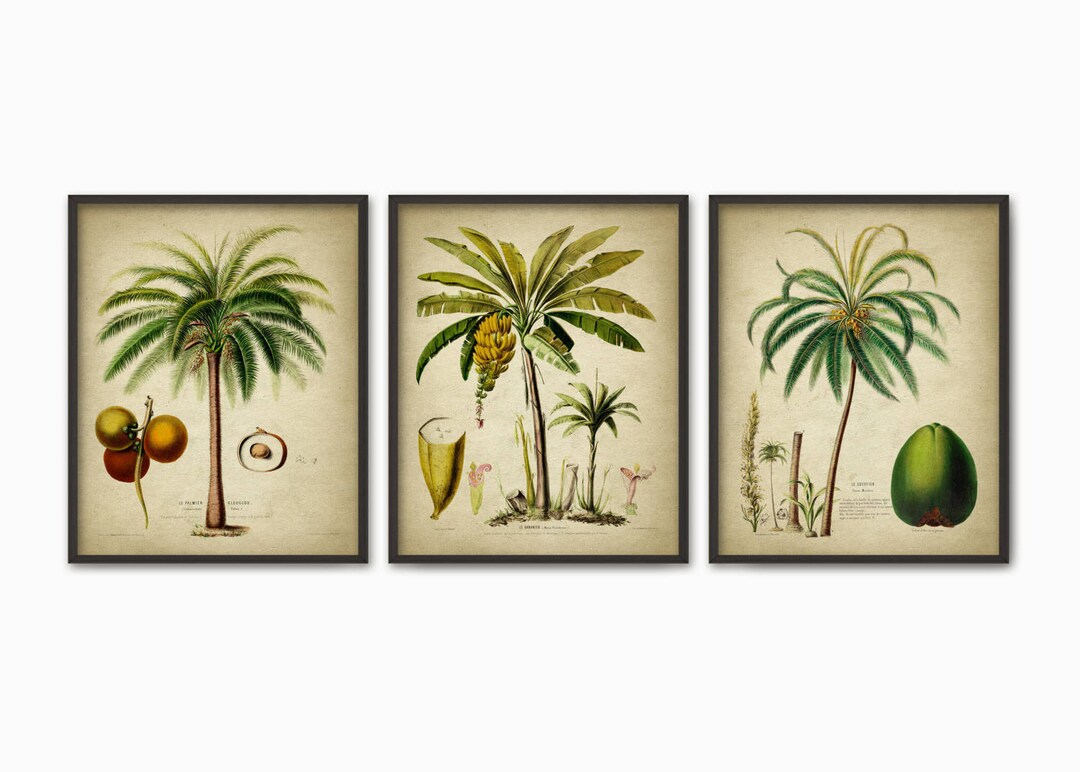 Tropical Tree Botanical Prints Set of 3 - Banana Tree - Banana Fruit ...