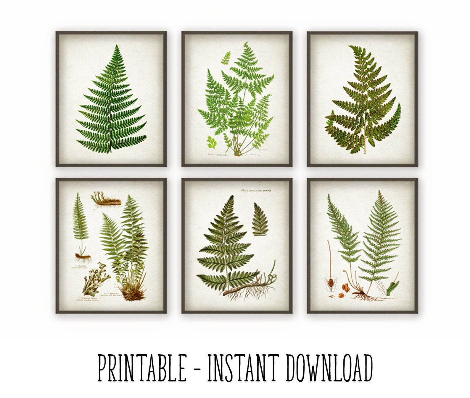 PRINTABLE Set of 6 Ferns Images Antique Wall Art Set Green - Etsy