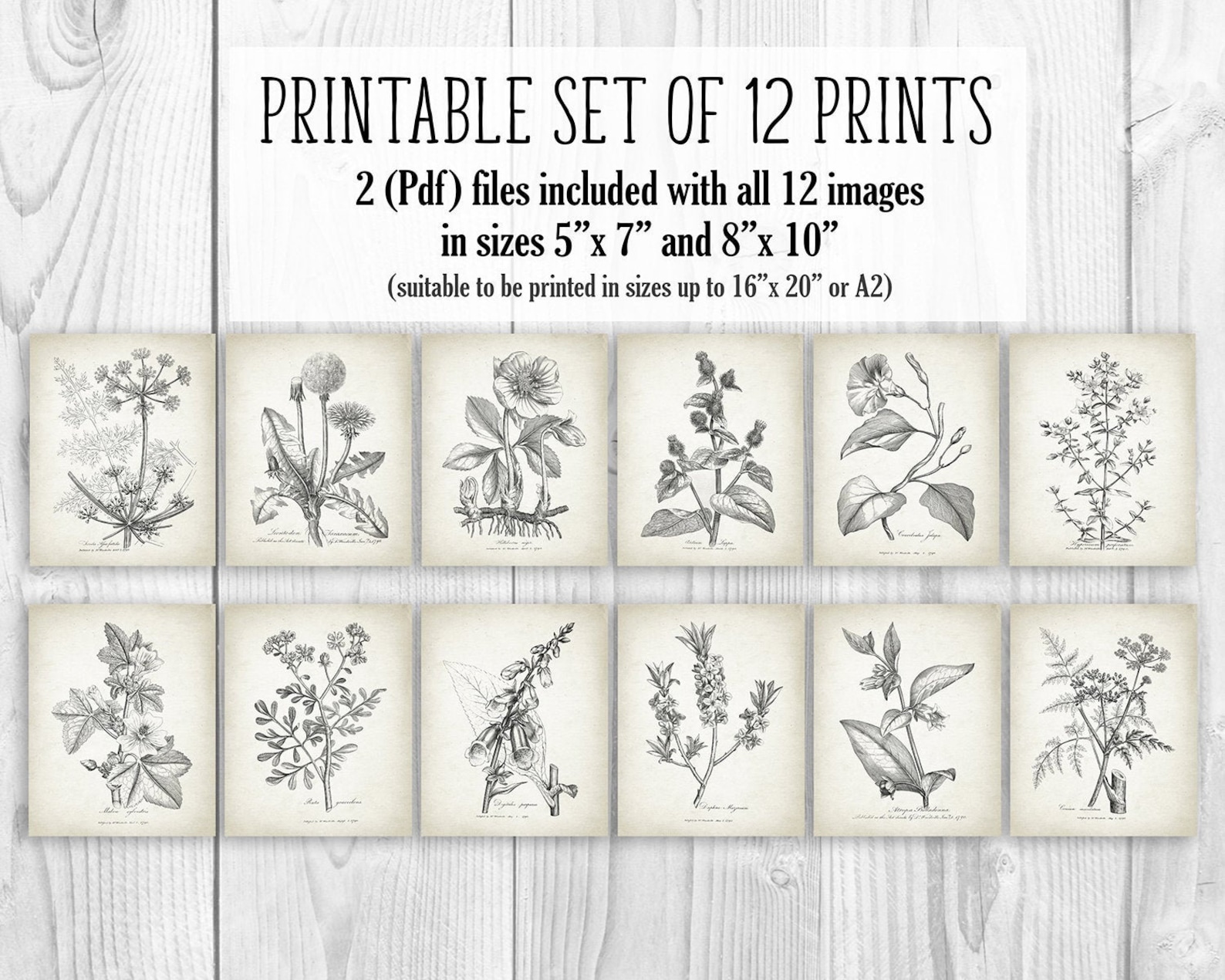 PRINTABLE Set of 12 Botanical Images Antique Flowers Wall Art | Etsy