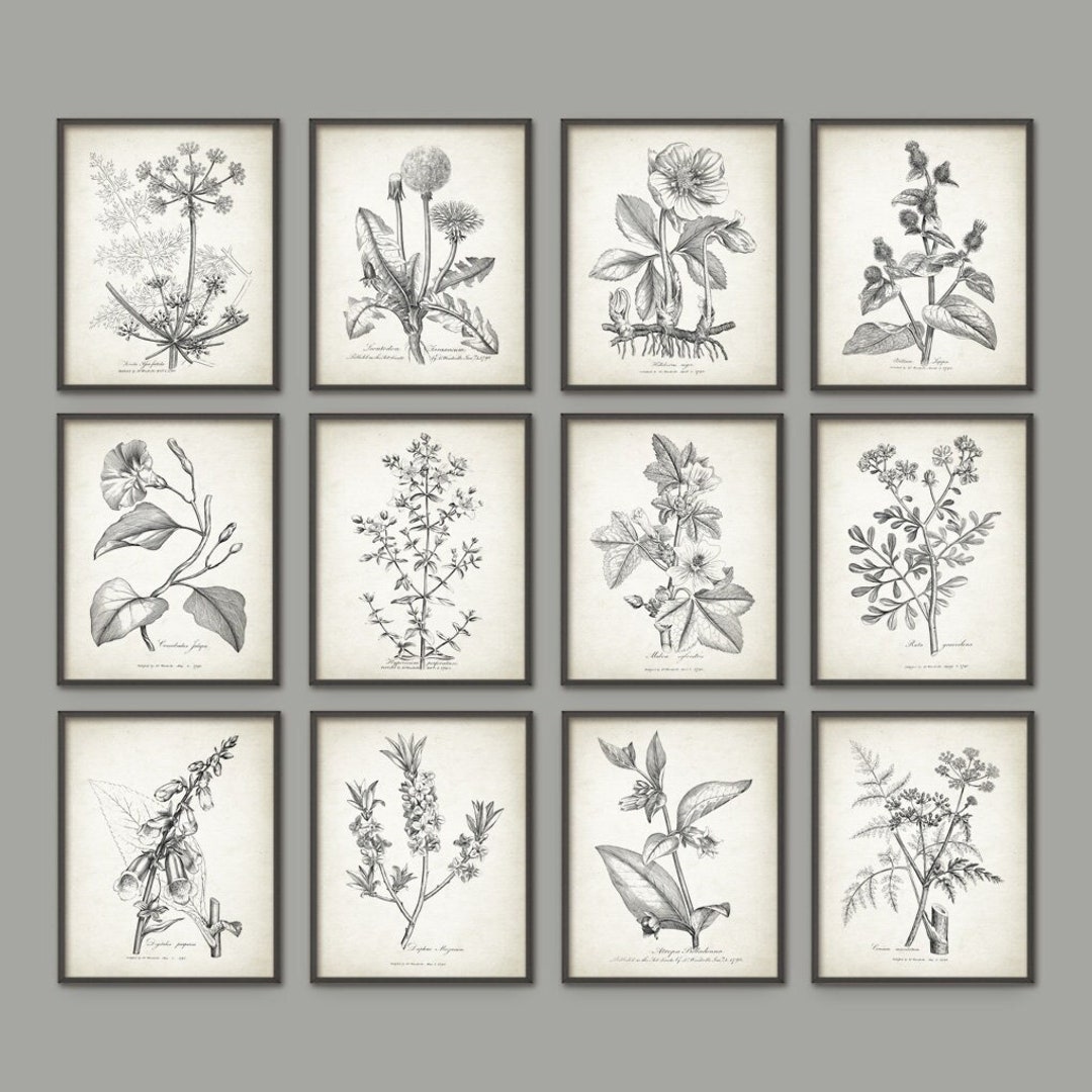 Antique Botanical Print Set of 12, Vintage Botanical Home Decor ...