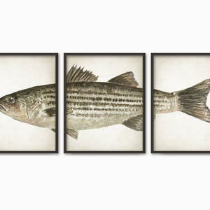 Striped Bass Watercolor Art Poster Set of 3, Fish Art Print, Game Fish ...