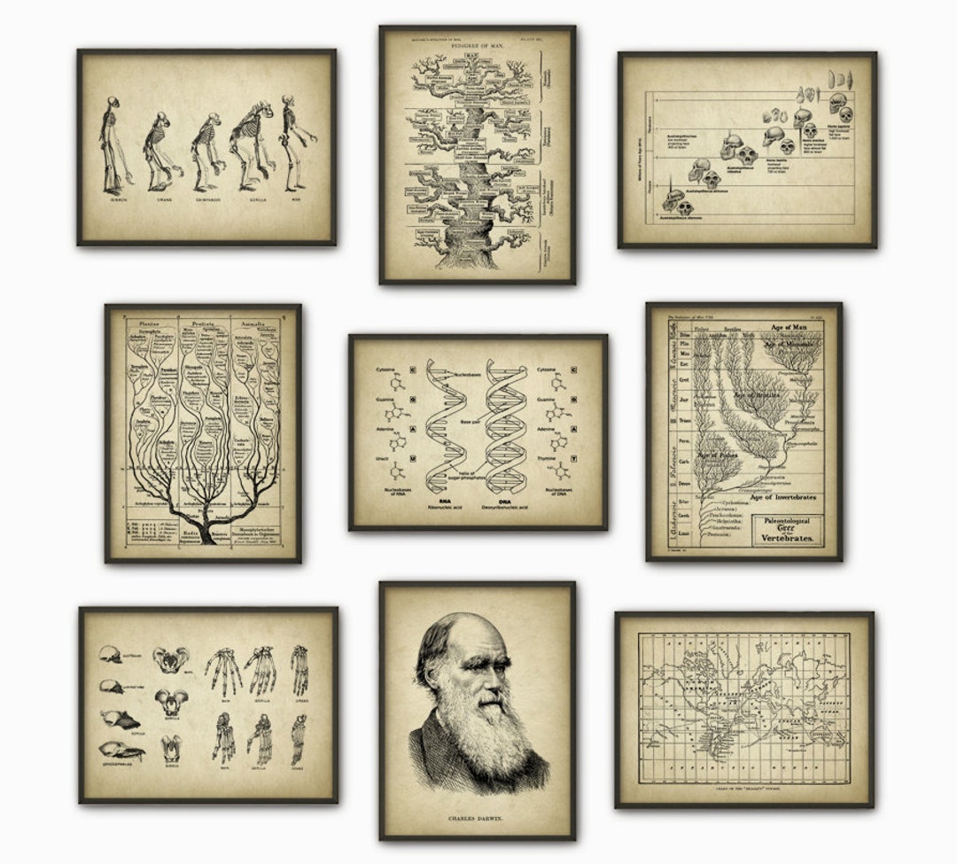 Evolution Wall Art Print Set of 9 - Biology Wall Art - Charles Darwin ...