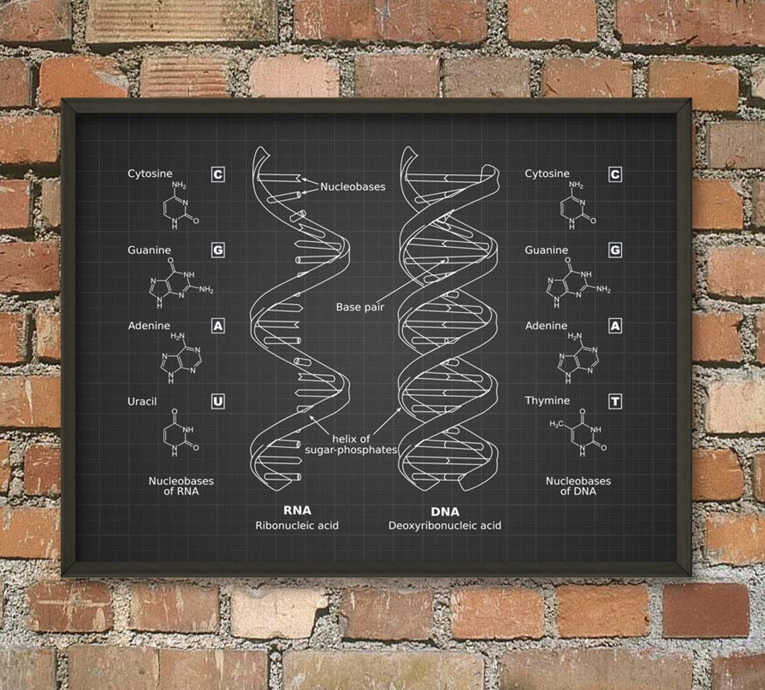 DNA and RNA Wall Art Poster, Biology Student Art Poster, Genetics Art ...