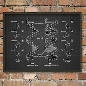 DNA and RNA Wall Art Poster, Biology Student Art Poster, Genetics Art ...