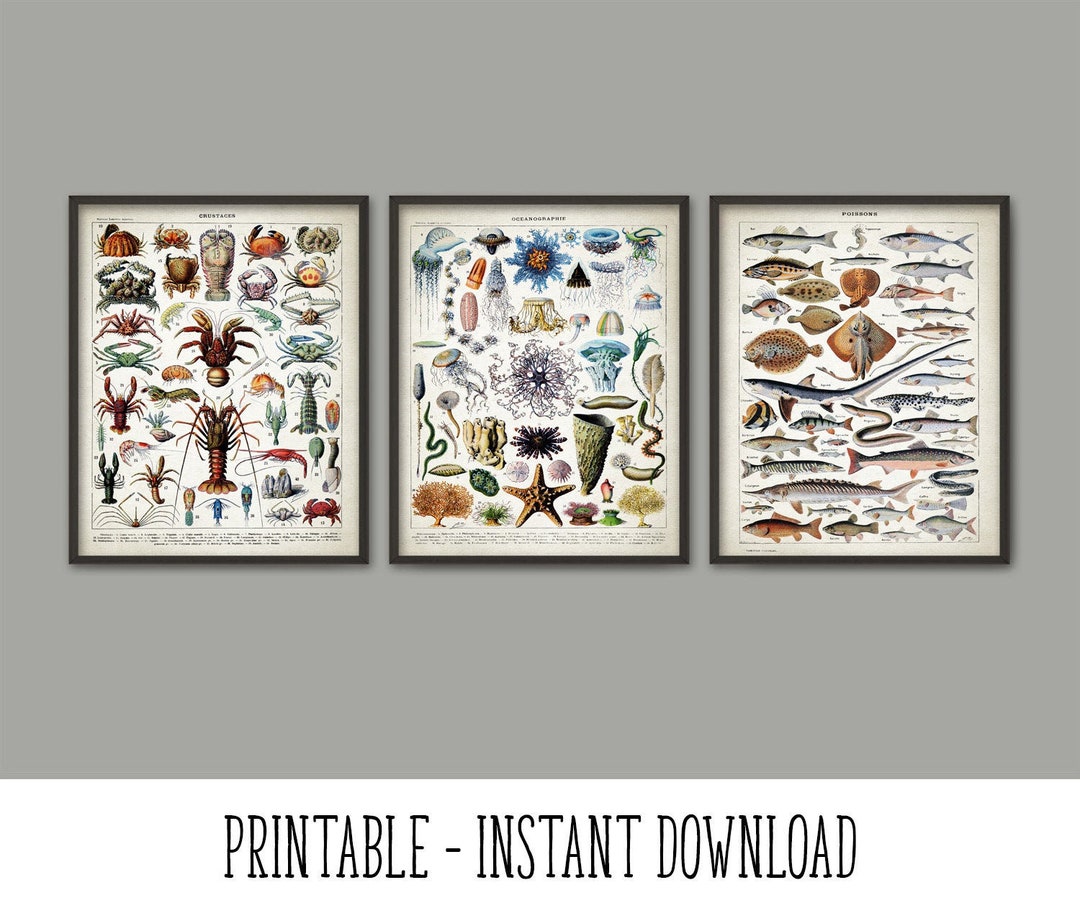 PRINTABLE Marine Biology Art Print Set of 3, Bathroom Decor ...