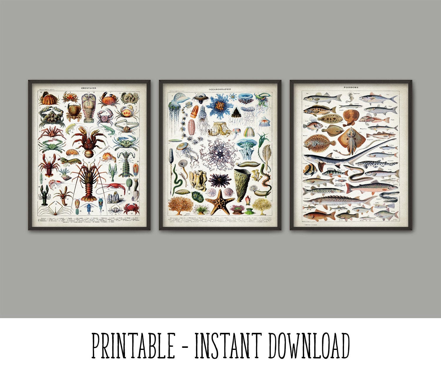 PRINTABLE Marine Biology Art Print Set of 3 Bathroom Decor | Etsy
