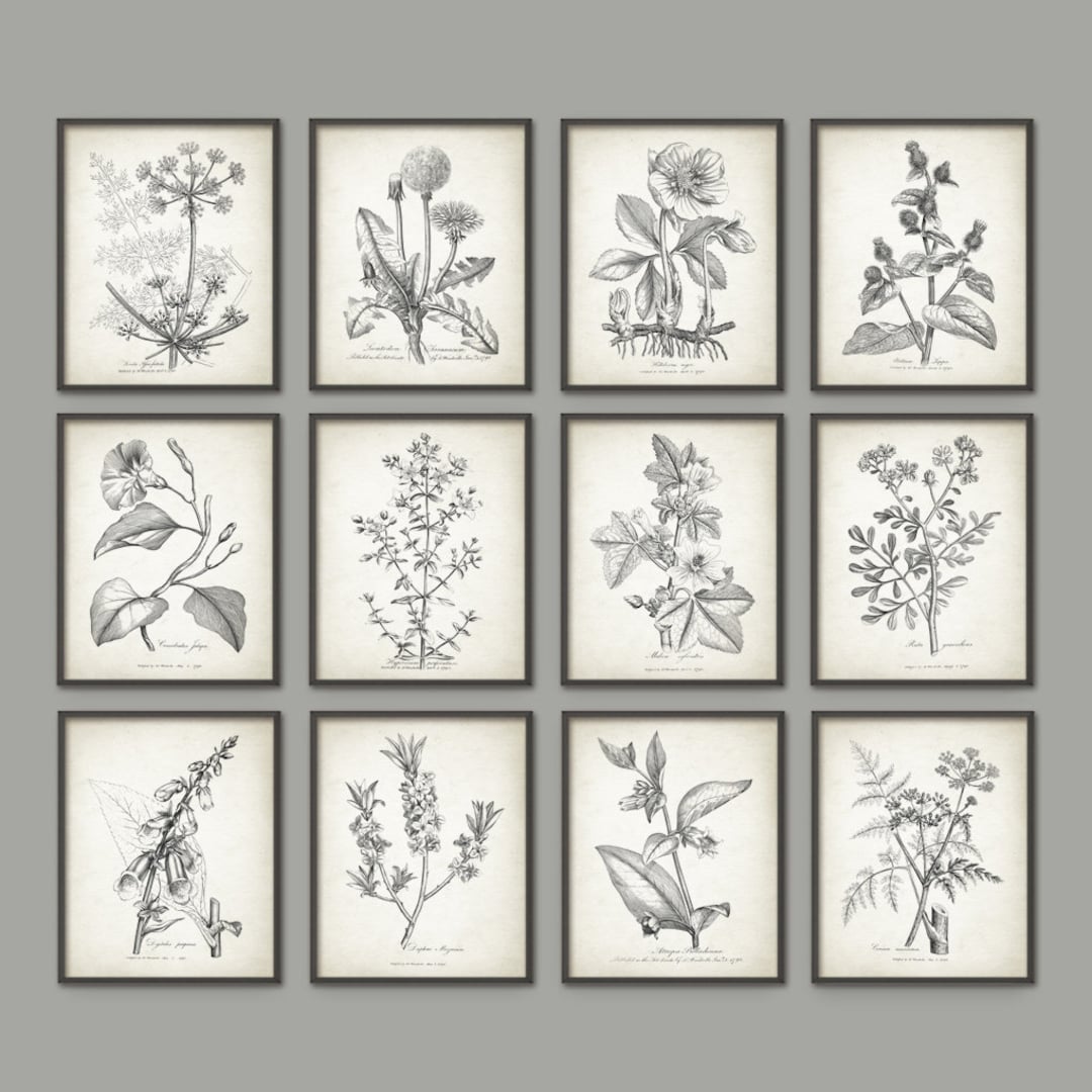 Antique Botanical Print Set of 12, Vintage Botanical Home Decor, Plant ...
