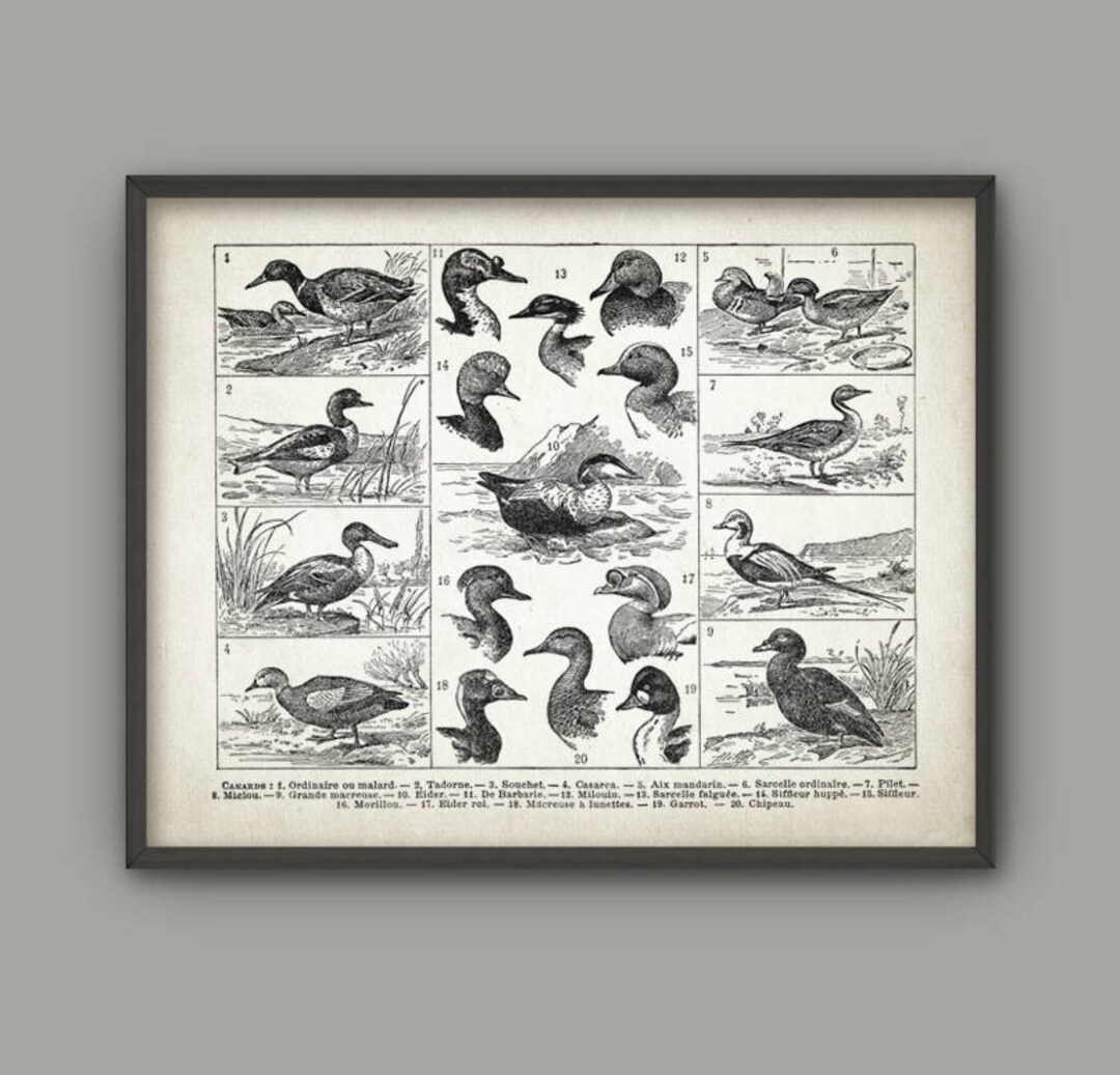 Duck Breeds Poster, Mallard Wild Duck Hunting Print, American Waterfowl ...