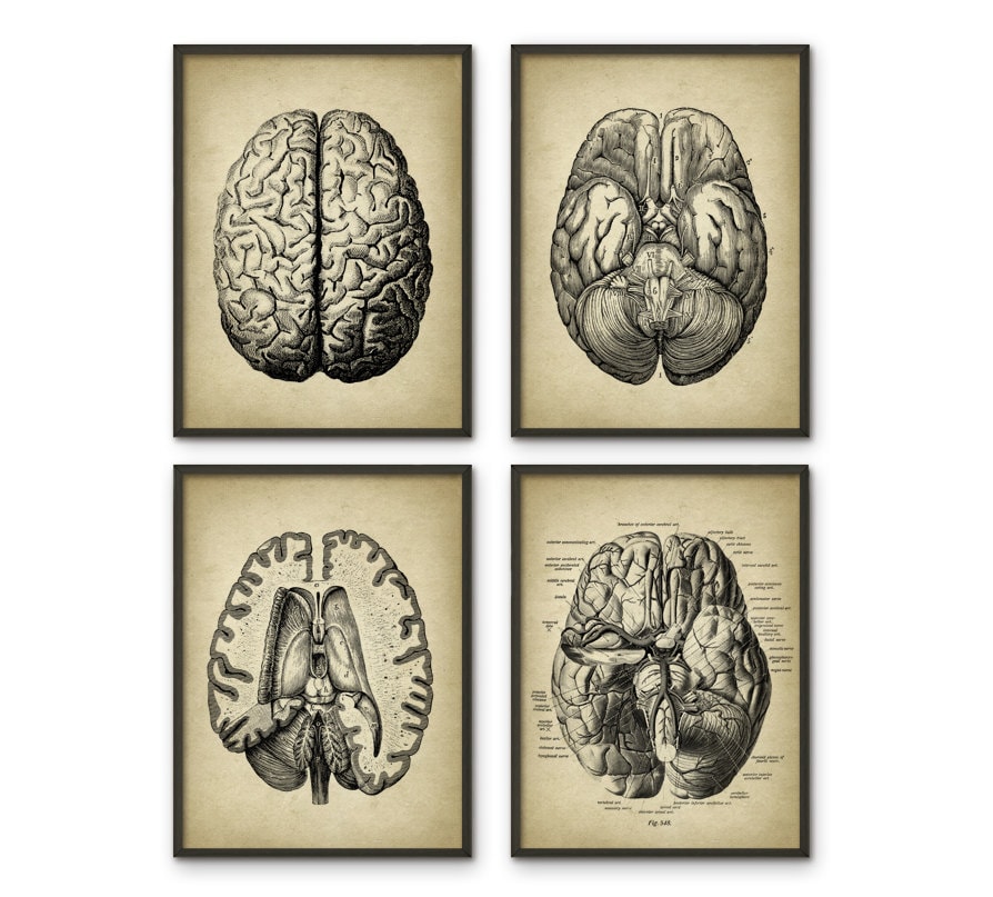 Human Brain Anatomy Print Set of 4 Brain Dissection | Etsy
