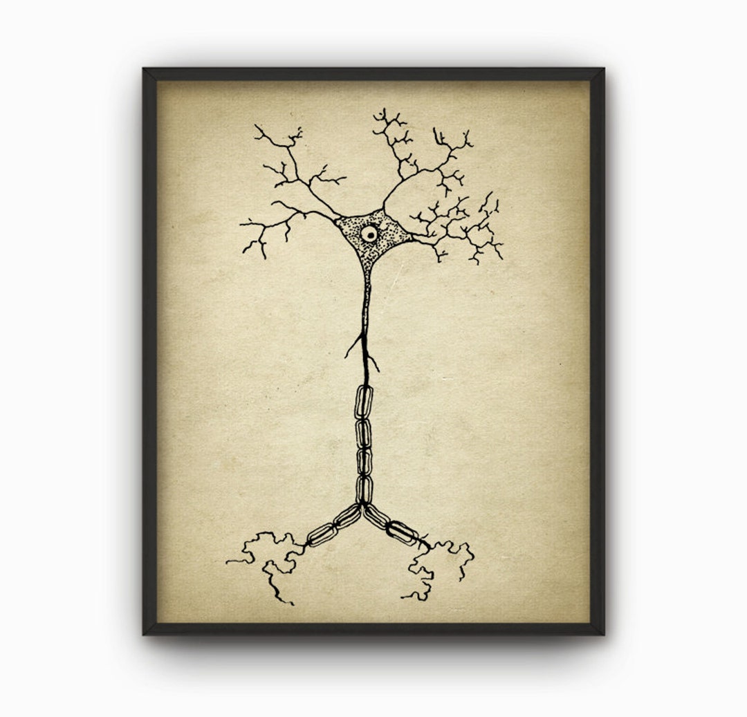 Neuron Cell Print, Central Nervous System, Neural Network, Biology ...