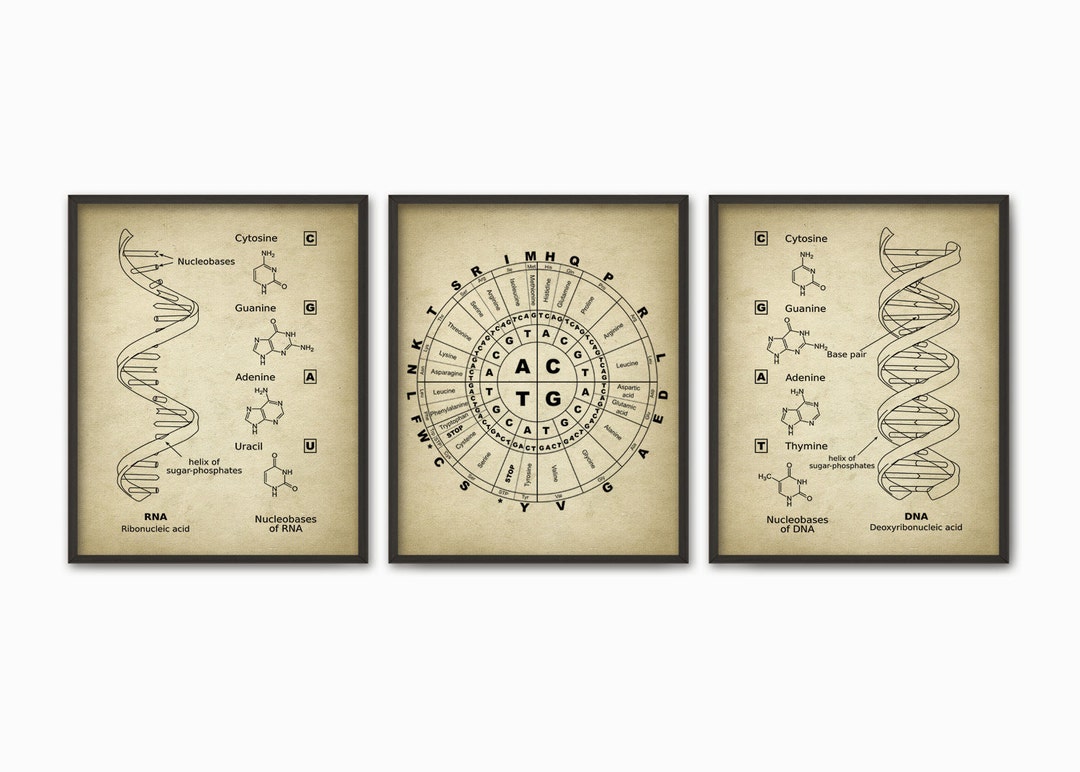 DNA and RNA Genetic Code Print Set of 3 - Genetics Poster - Molecular ...