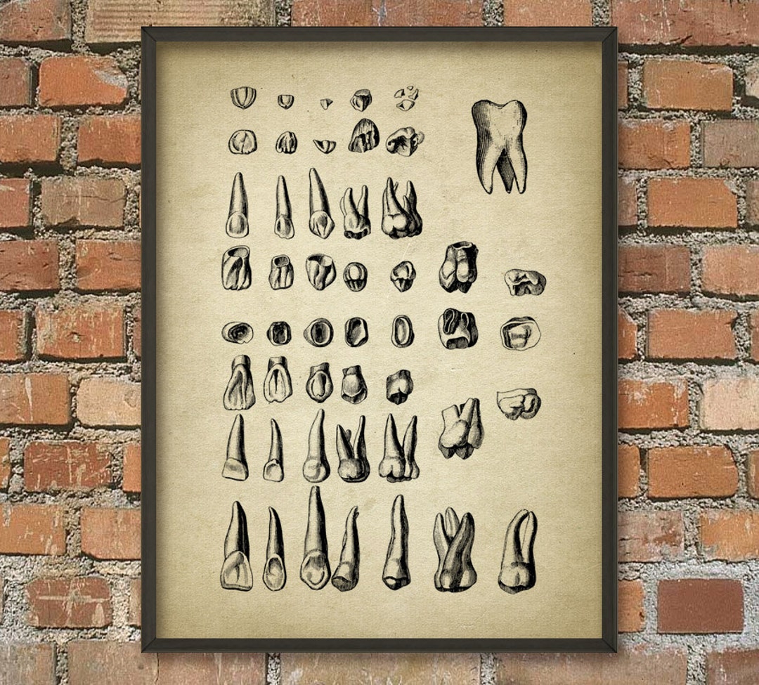 Human Teeth Print #2, Antique Mouth Anatomy, Human Biology Wall Art ...